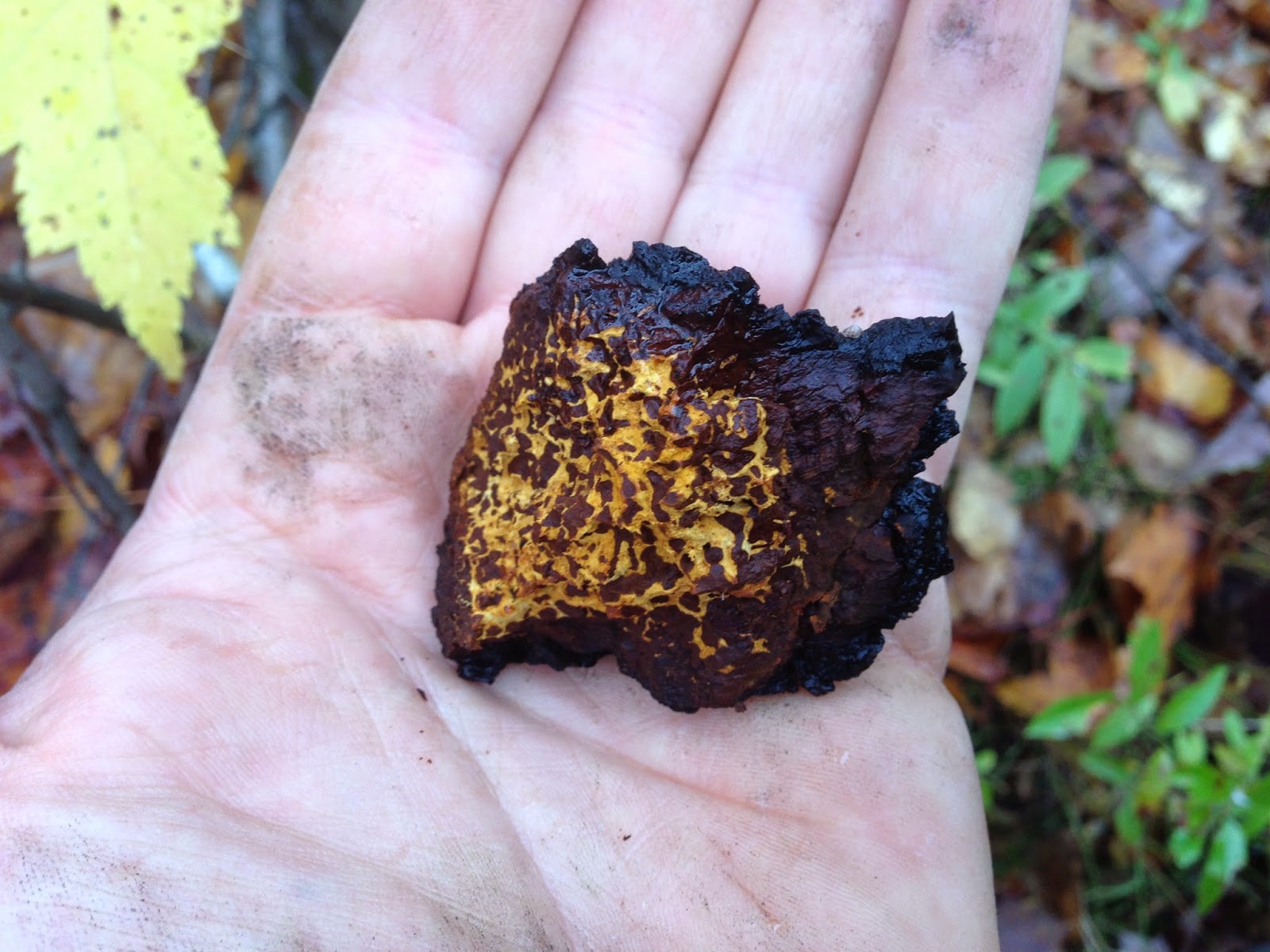 THE SEED: A Landscape Design Blog: CHAGA HUNT: The search for nature's ...