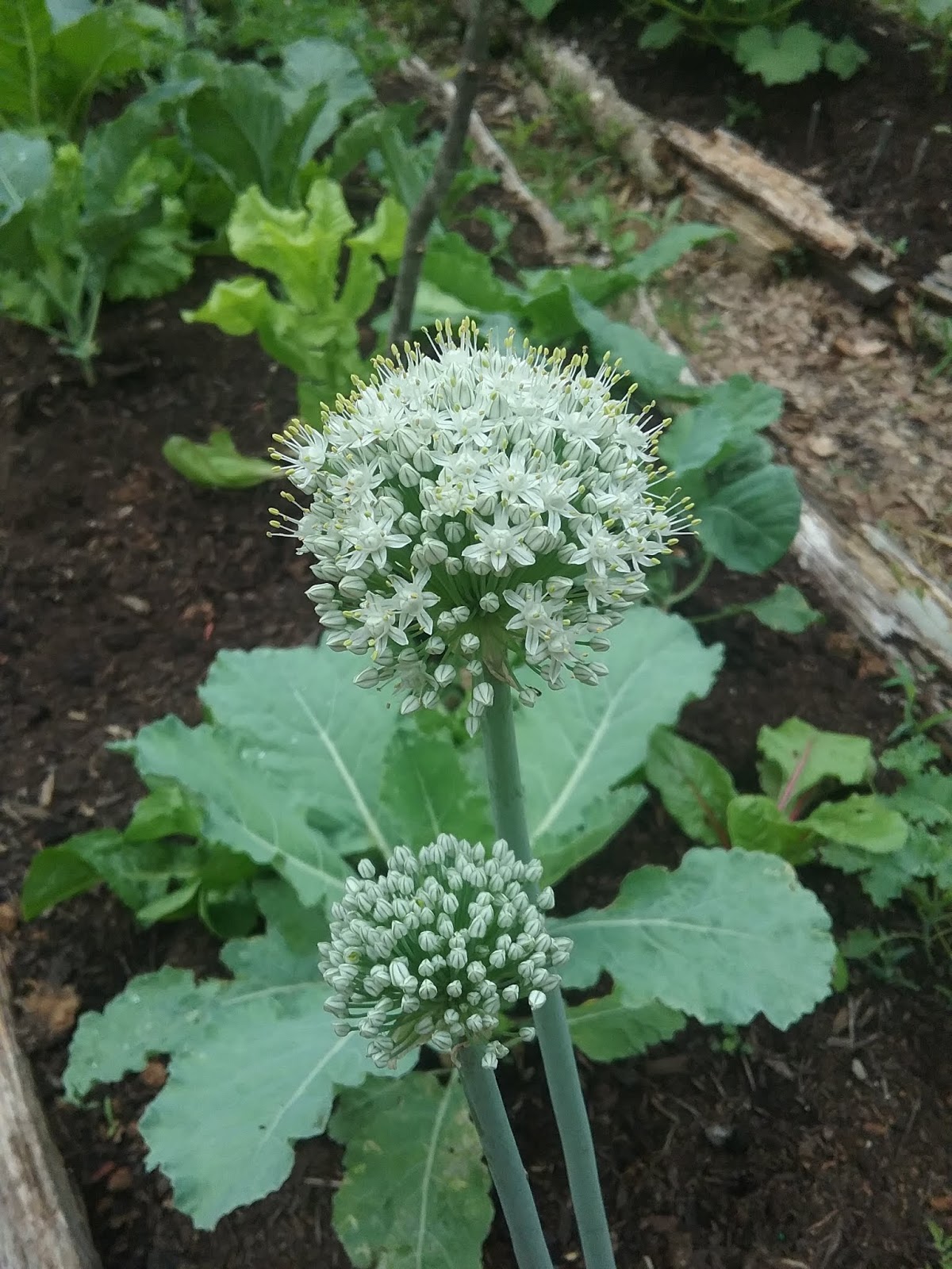 Vegans Living Off the Land: Blueberry & vertical trellis biodiverse garden
