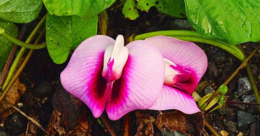 Flora de Puerto Rico Ilustrada Papo Vives: FABOIDEAE CENTROSEMA PLUMIERII