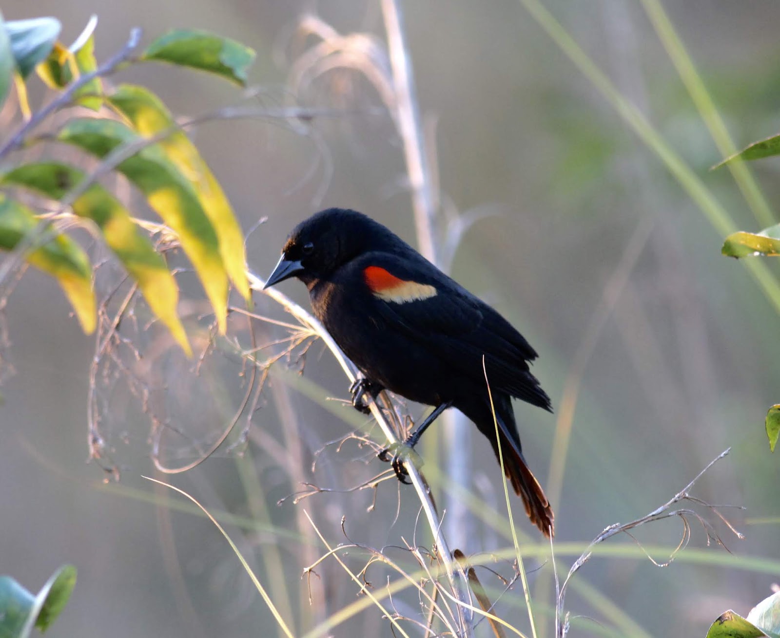 Red-shouldered Blackbird – birdfinding.info