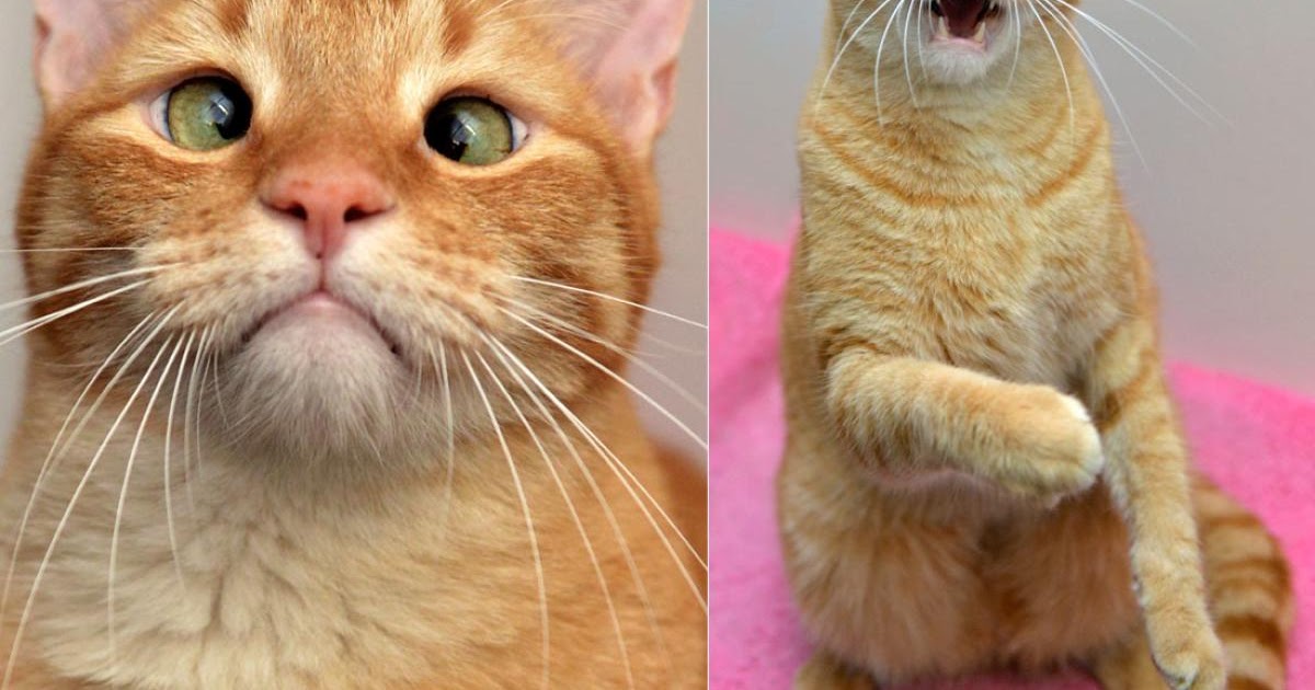 Teneri cuccioli Notizie: JARVIS, IL GATTO STRABICO SALVATO DA CUCCIOLO ...