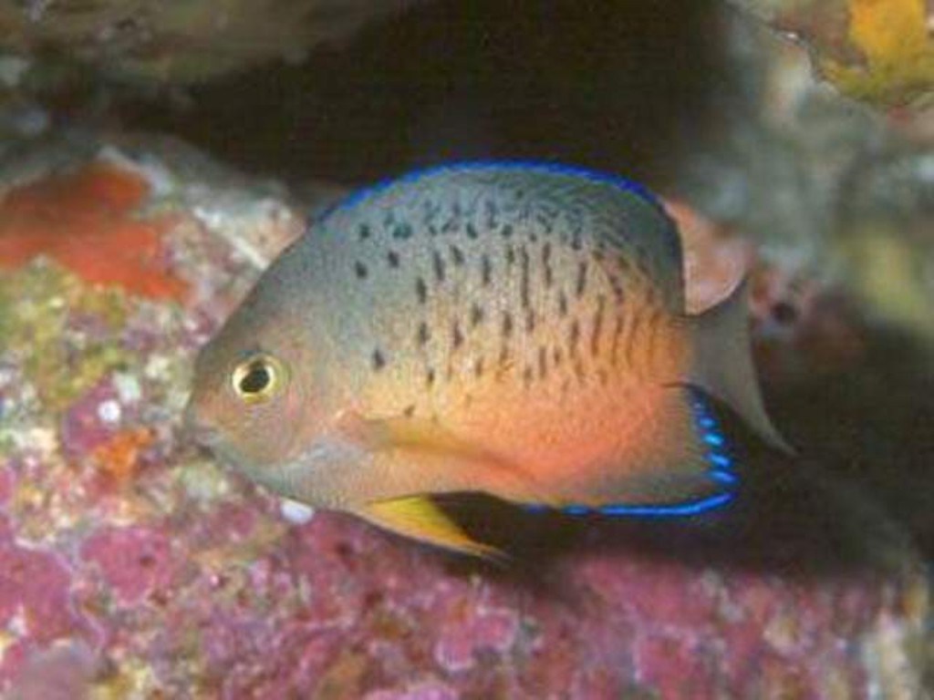 Fish Pictures: Rusty angelfish - Centropyge ferrugata
