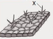 TRY OUT JARINGAN TUMBUHAN XI - Biology Page