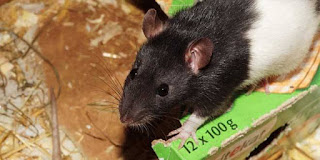 10 Cara Mengusir Tikus Curut di Atap Rumah , Plafon Rumah Dengan Alat ...