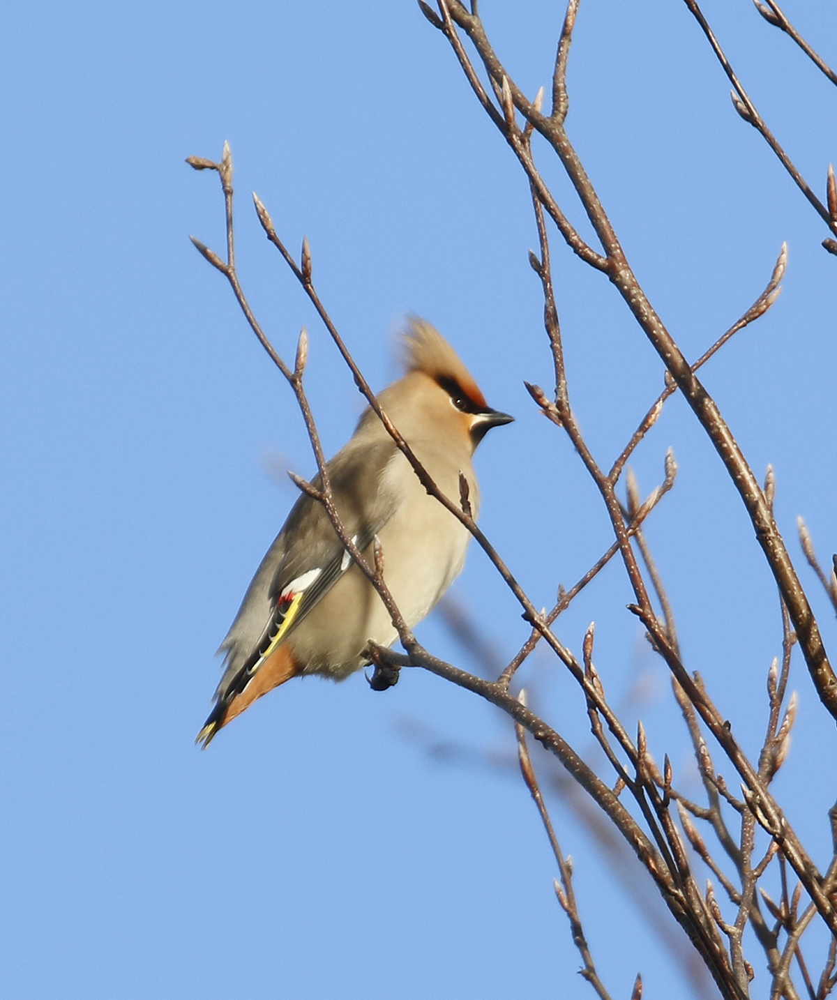 Black Audi Birding: Beige Invaders 4th January 2017