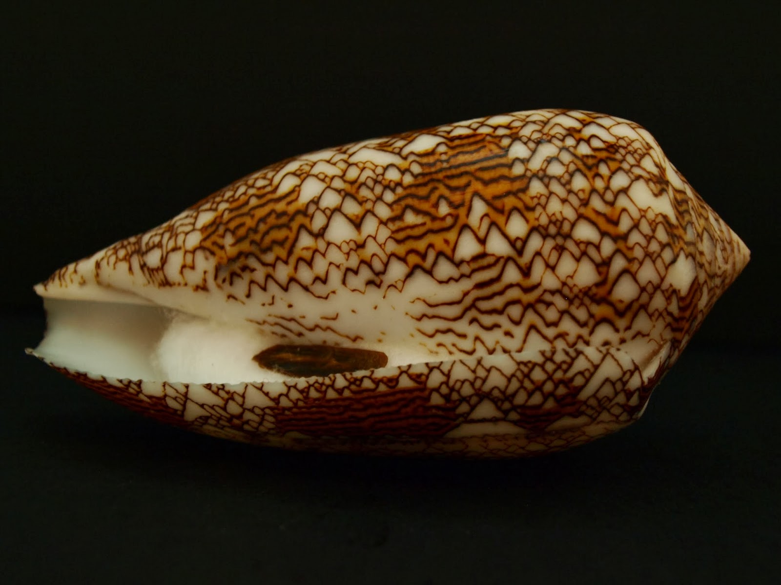 Seashells to...: Gastropods