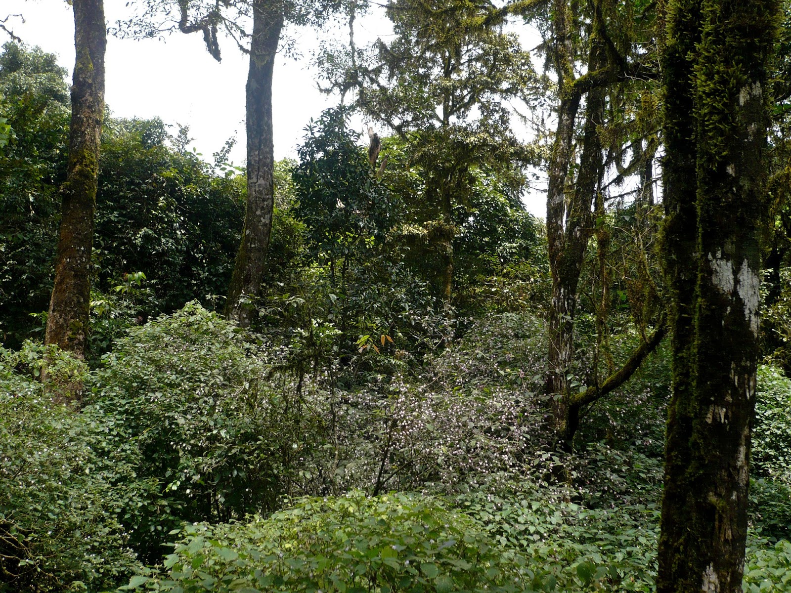 A Trip To PaithalMala: PaithalMala / Vaithalmala