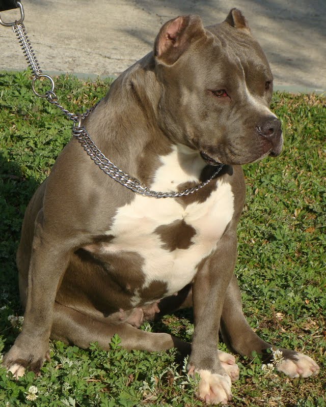 U.S BULLY FORCE BULGARIi =CRIAÇÃO NACIONAL= | American Bully Brasil ...