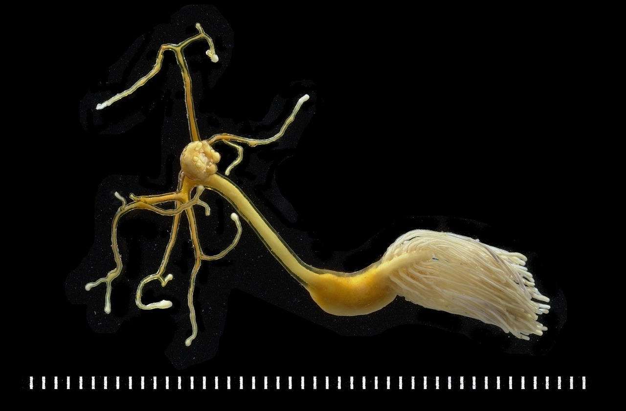 Real Monstrosities: Anchor Worm, Lernaeolophus