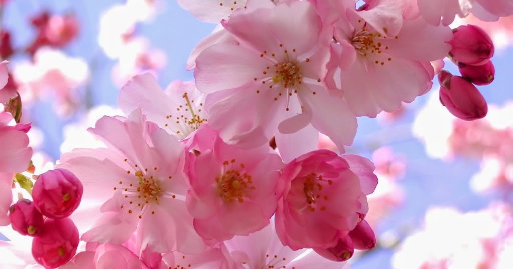 Comicfever Bunga Sakura Di Jepang