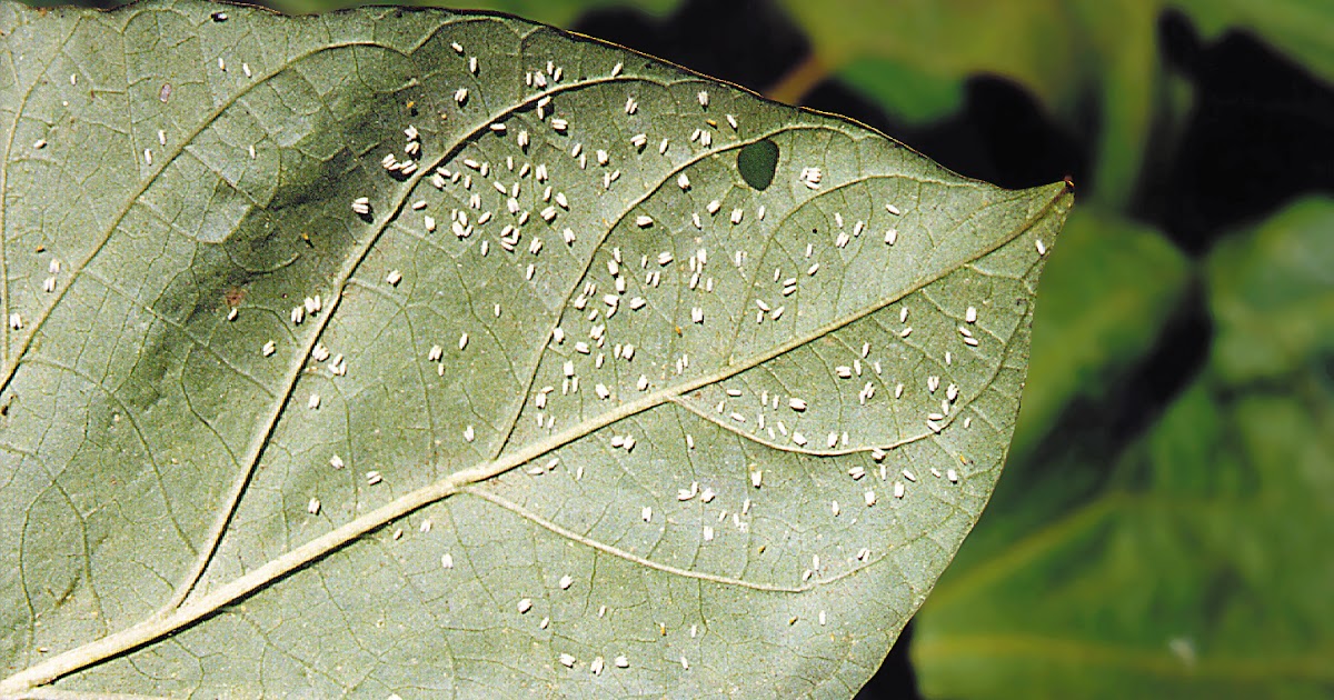 Alabama Insect Blog: Silverleaf Whitefly Control in Cotton