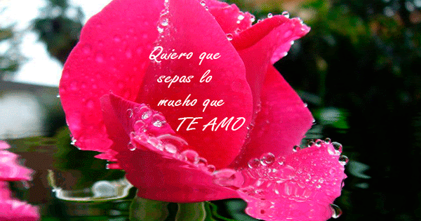Rosas de amor con frases romanticas Rosas de amor con frases romanticas