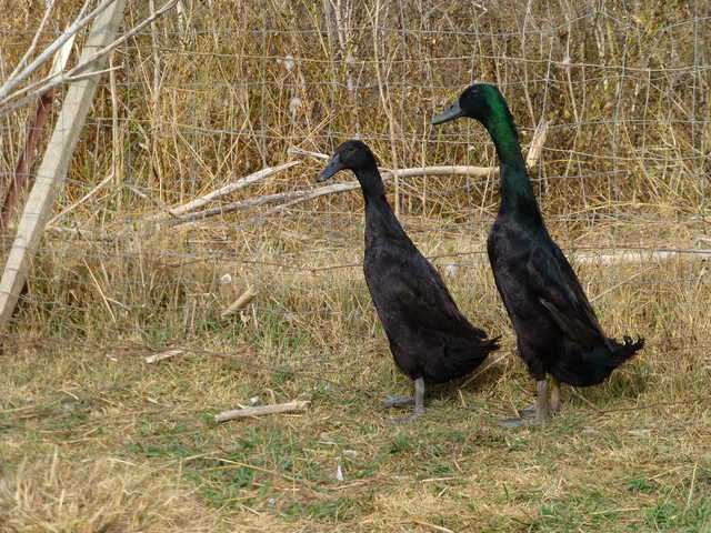 Metzer Farms Duck and Goose Blog: Indian Runner Ducks