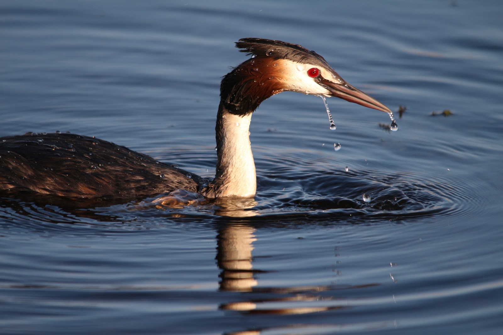 Lintukuvaus: Ensimmäiset lintukuvat