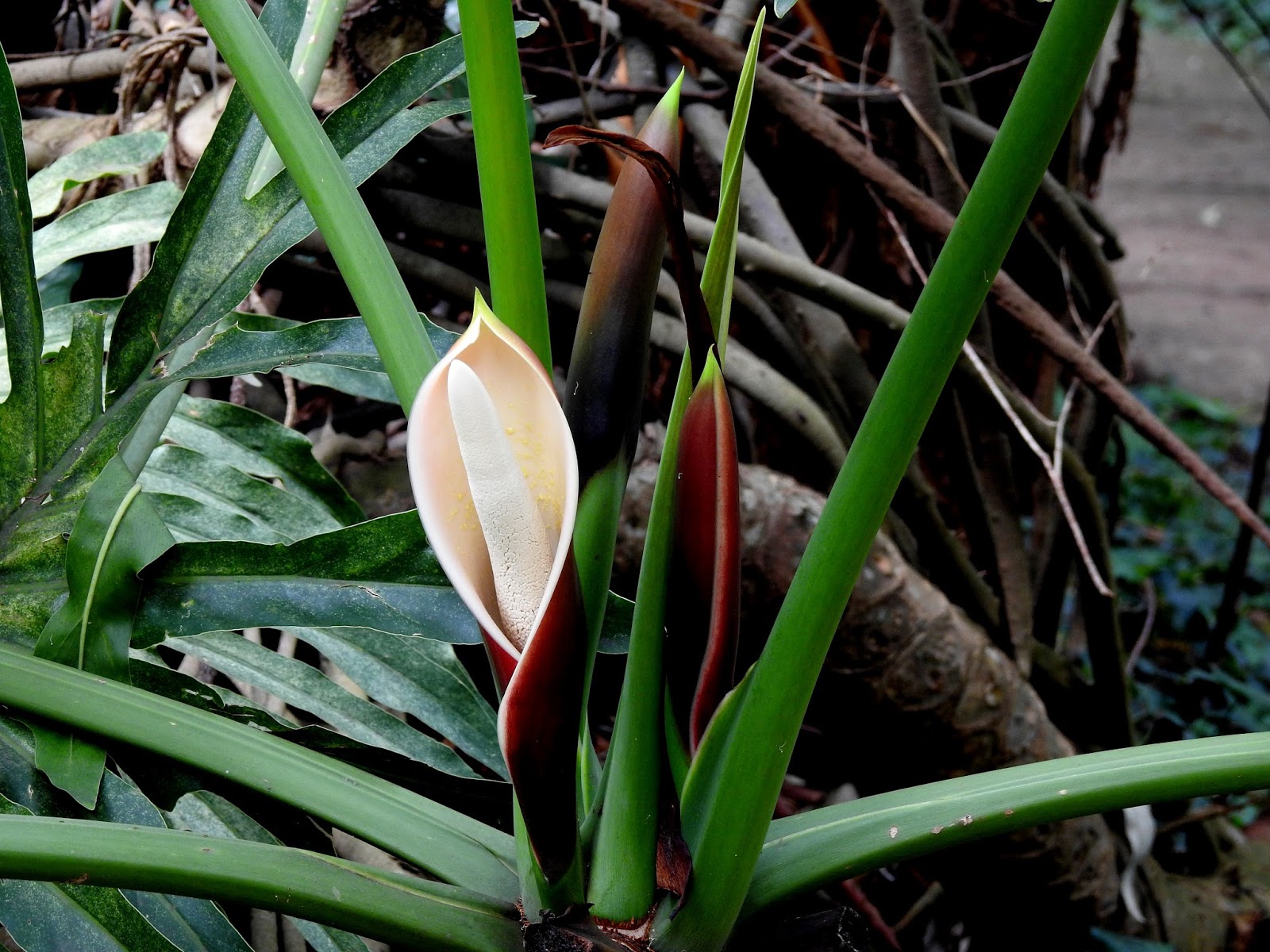 Uma flor por dia: Guaimbê