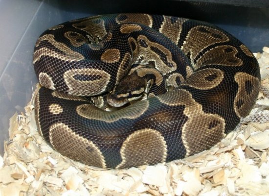 Jendela Hewan: Kandang yang Ideal untuk Ball Python
