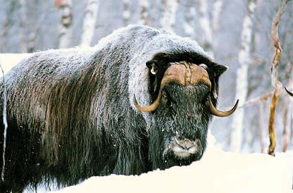 Nature alerte: 23/03/2011...Au moins 32 bœufs musqués ont été retrouvé ...