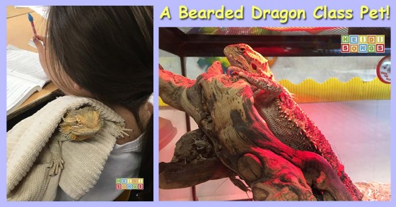 A Bearded Dragon Class Pet!