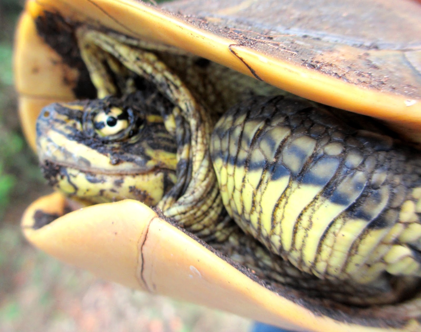 Cannundrums: Florida Chicken Turtle