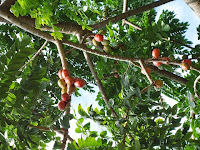 Olodumare: Hierbas de Shango