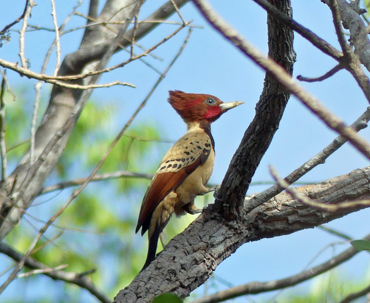 Laberinto en extinción: Carpintero de Caatinga (Celeus obrieni)