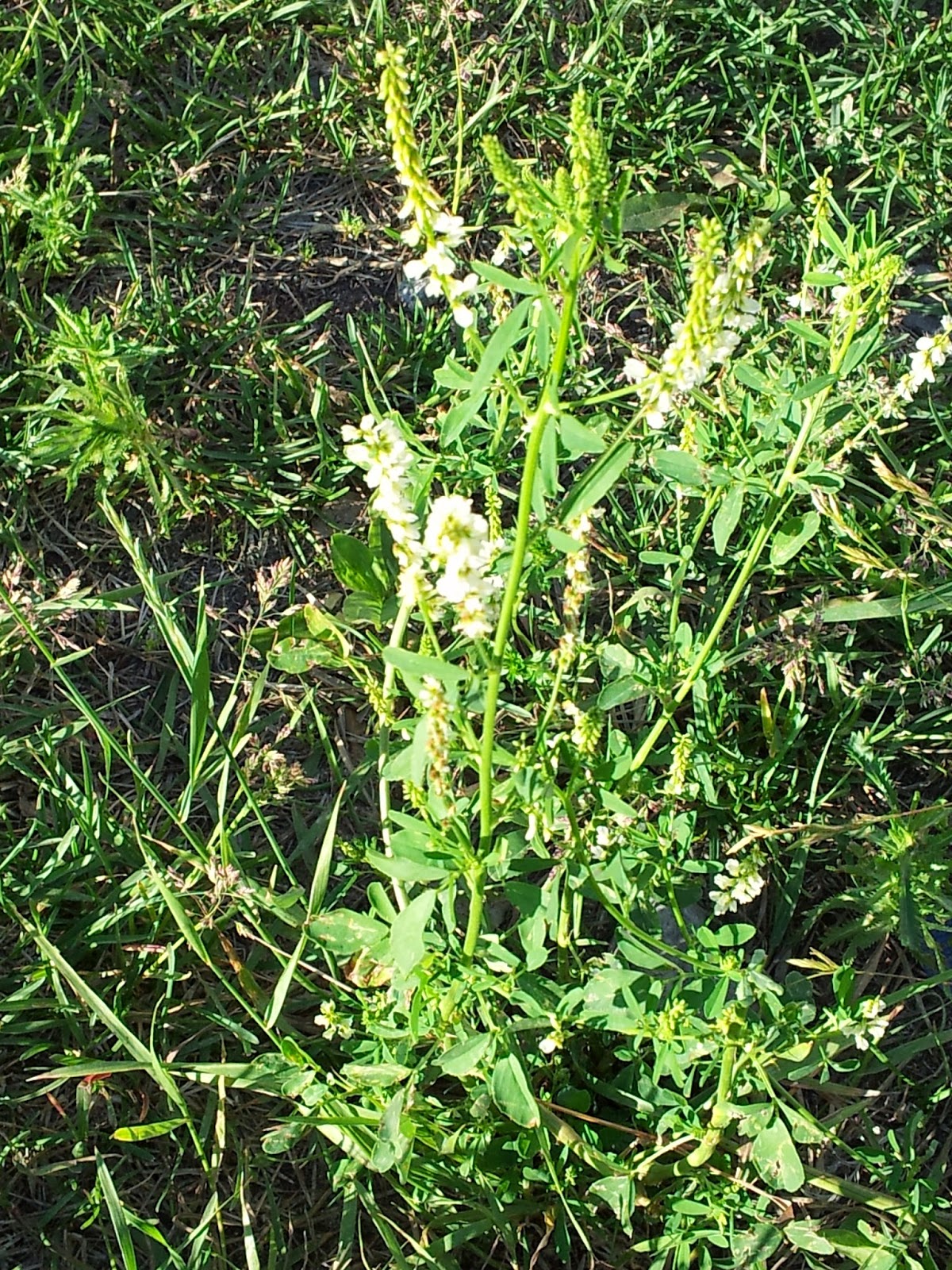 Musings of Musang: Wild Alfalfa: Medicago sativa