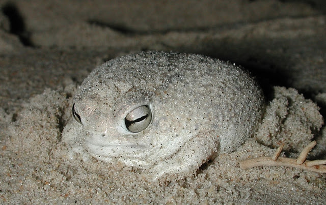 White Wolf : Tiny Frog Makes the Most Adorable Squeaky Toy Sound Ever ...
