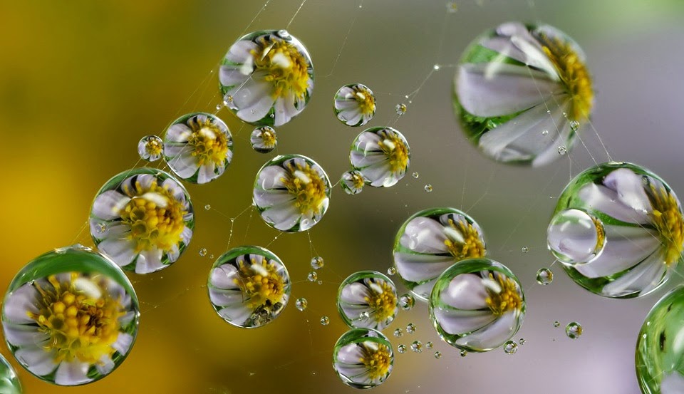 flowers reflected in dew drops Hd Wallpapers | Hindi Motivational ...