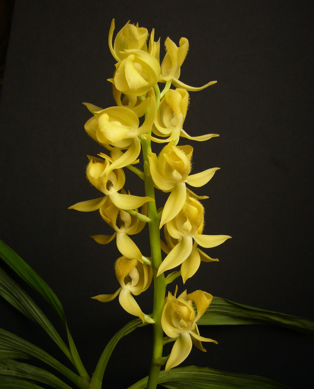 EXPOR ORQUIDEAS.COM: Clowesia - Mormode - Cycnoches