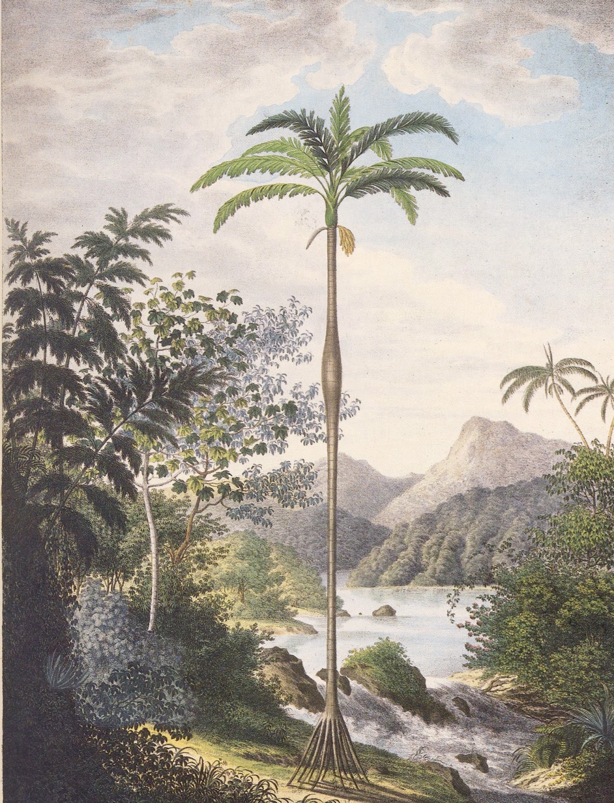 Viajantes: Paxiúba-barriguda