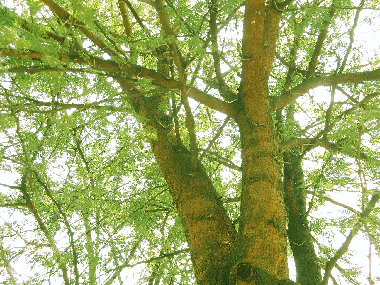 A SUSTAINABLE FUTURE: THE SWEET THORN TREE – VACHELLIA KARROO FORMALLY ...