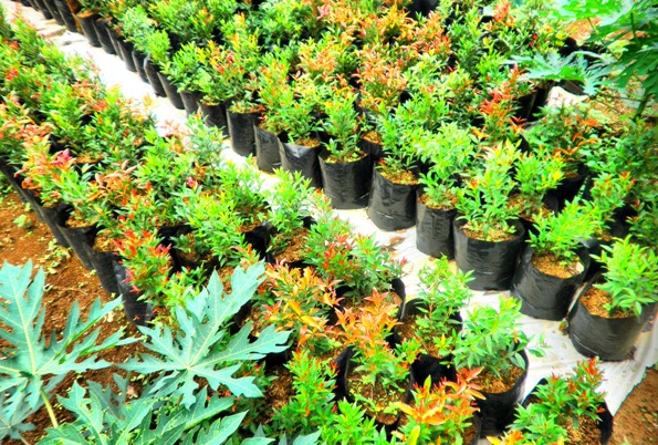 Konsep 40+ Bibit Tanaman Hias Gantung