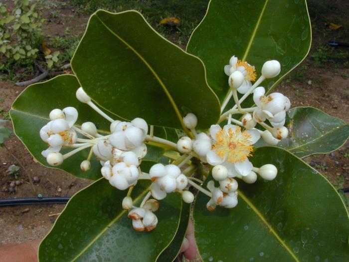 Herbal plants of Sri Lanka: Domba(Calophyllum inophyllum (Alexandrian ...