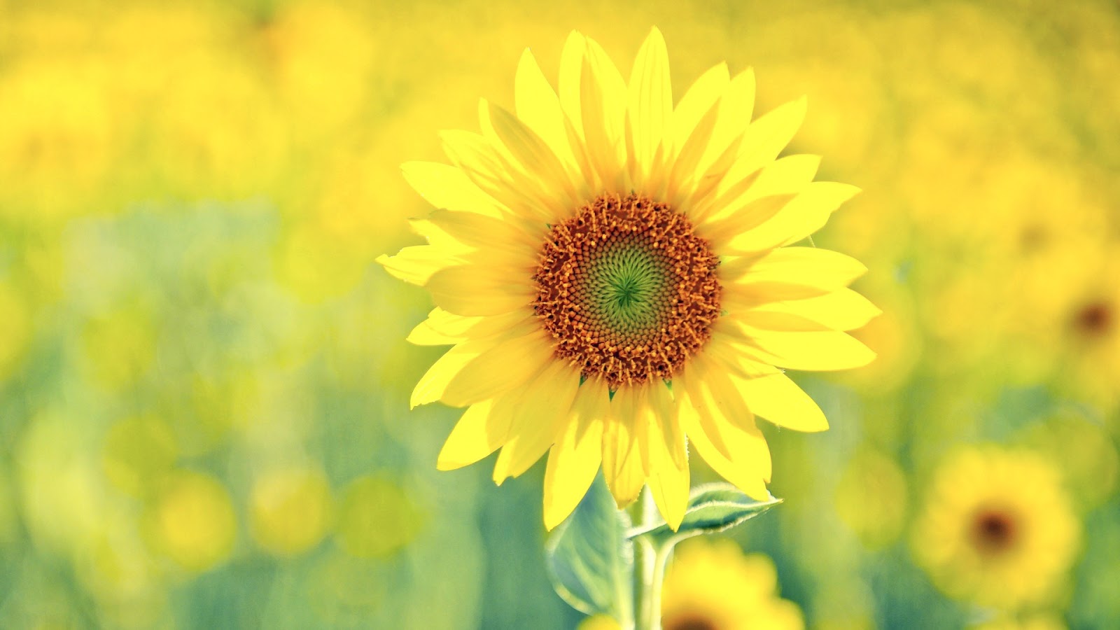 Girasol wallpapers