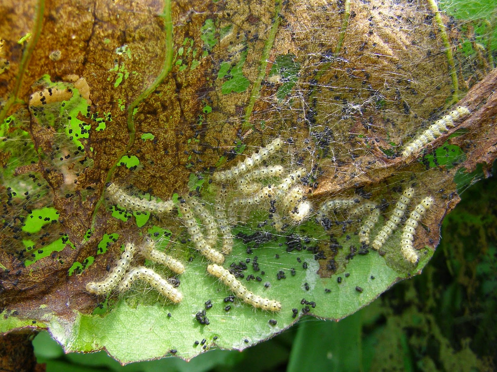 Blue Jay Barrens: Fall Webworms