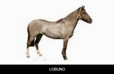 Recanto Campeiro: Pelagens