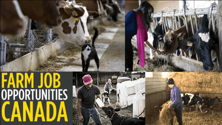 Cattle Farm Vacancies In Canada