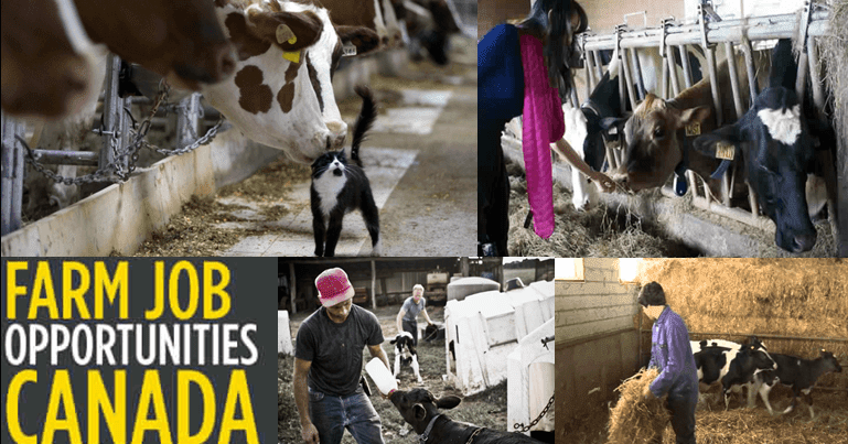 Cattle Farm Vacancies In Canada - worldswin - jobs apply and travel ...