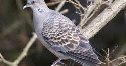 Cara jitu berburu Burung tekukur atau Derkuku - INDOHUNTER