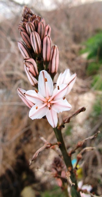 greece's flora: Summer asphodel (Asphodelus aestivus)