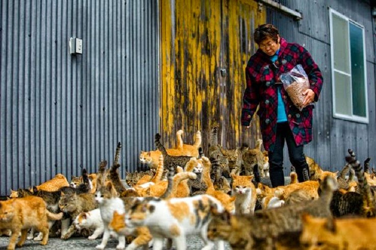 Conoce Aoshima, la isla gobernada por los gatos en Japón (video ...