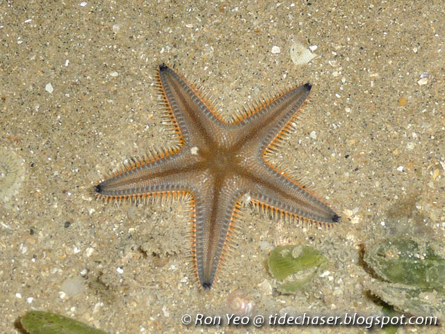 tHE tiDE cHAsER: Sea Stars (Phylum Echinodermata: Class Asteroidea) of ...