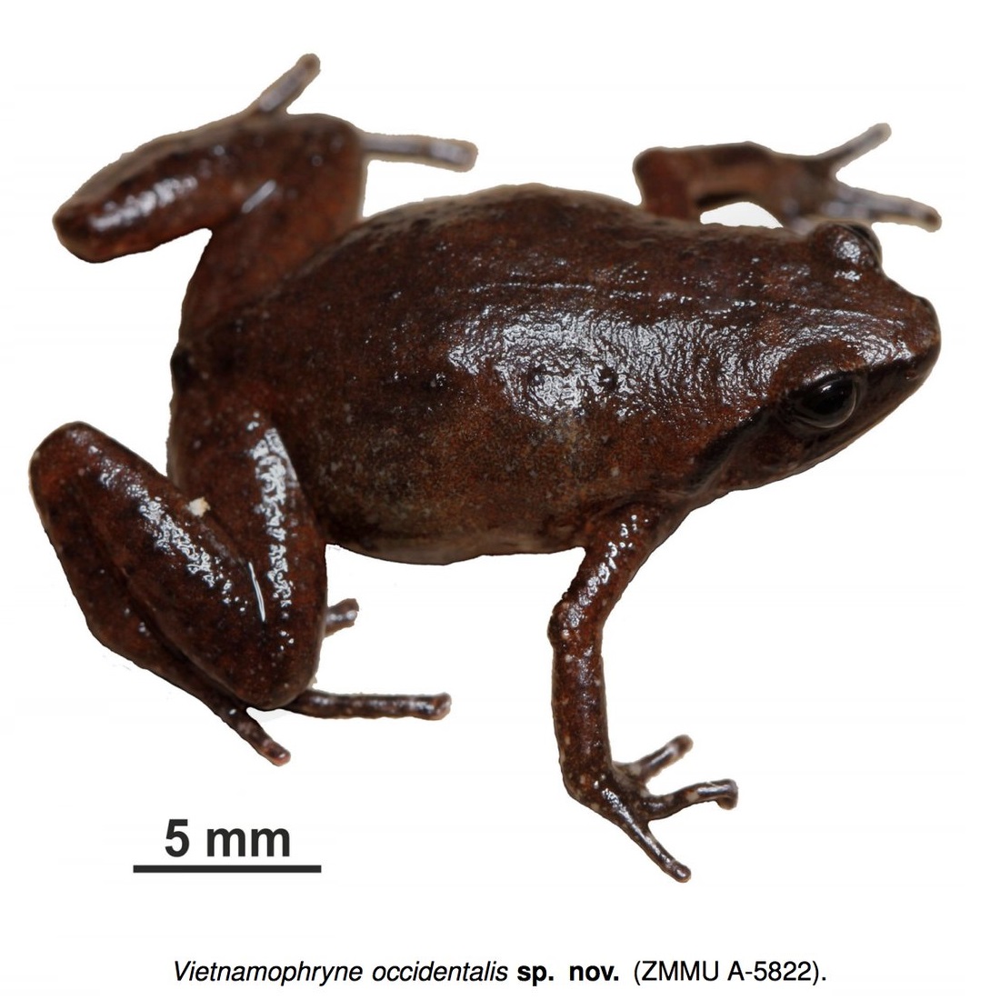Species New to Science: [Herpetology • 2018] Vietnamophryne gen. nov ...