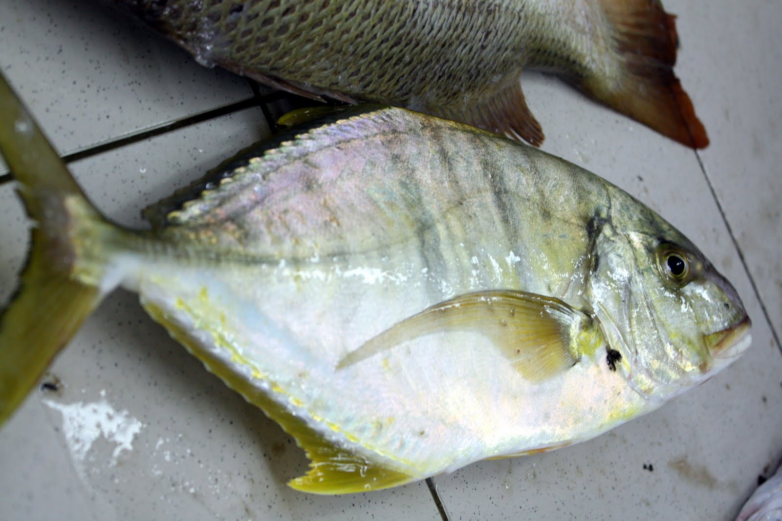 Warga Perikanan Brunei: Ikan Ikan Laut Tempatan ( Marine Fishes of ...