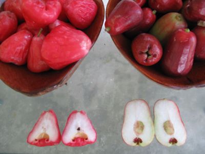 The Earth of India: All About Malay Apple