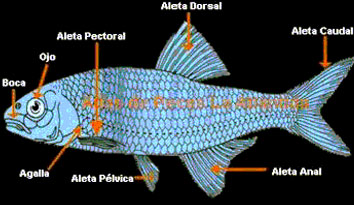 METODO DE LAS CIENCIAS: fisiologia de los peces