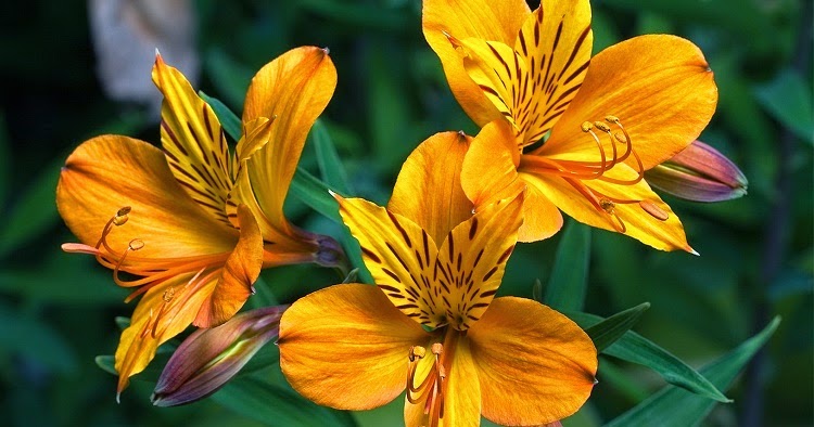 HOW TO GROW ALSTROEMERIA FROM SEED |The Garden of Eaden