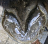 Horse Hoof Anatomy – A Beginner’s Guide