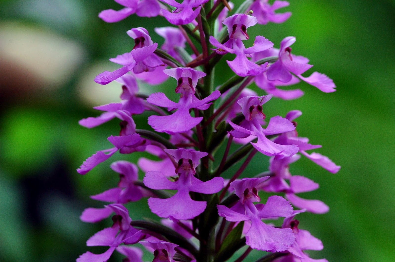 Field Biology in Southeastern Ohio: Orchid Hunting