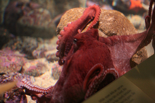 Monterey bay aquarium octopus ~ Christine O'Donnell